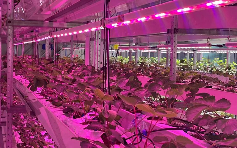 Vertical Farming LED Lighting